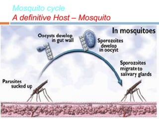 Malaria Ppt Final, 57% OFF | www.oceanproperty.co.th
