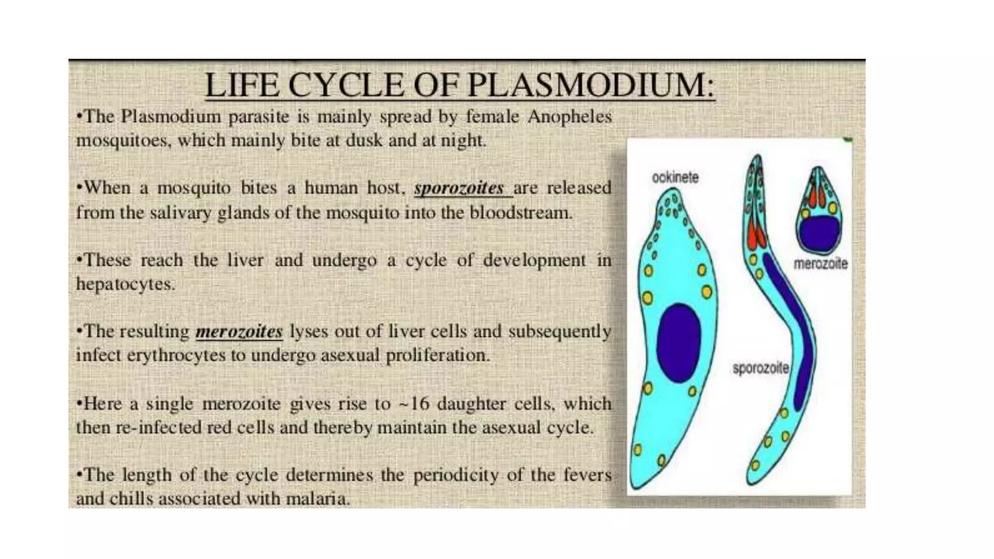 Malaria ppt | PPTX
