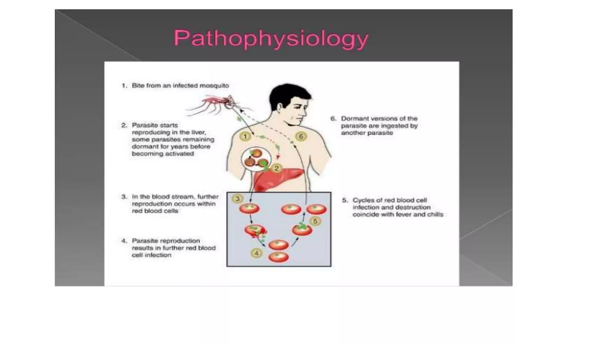 Malaria ppt | PPTX