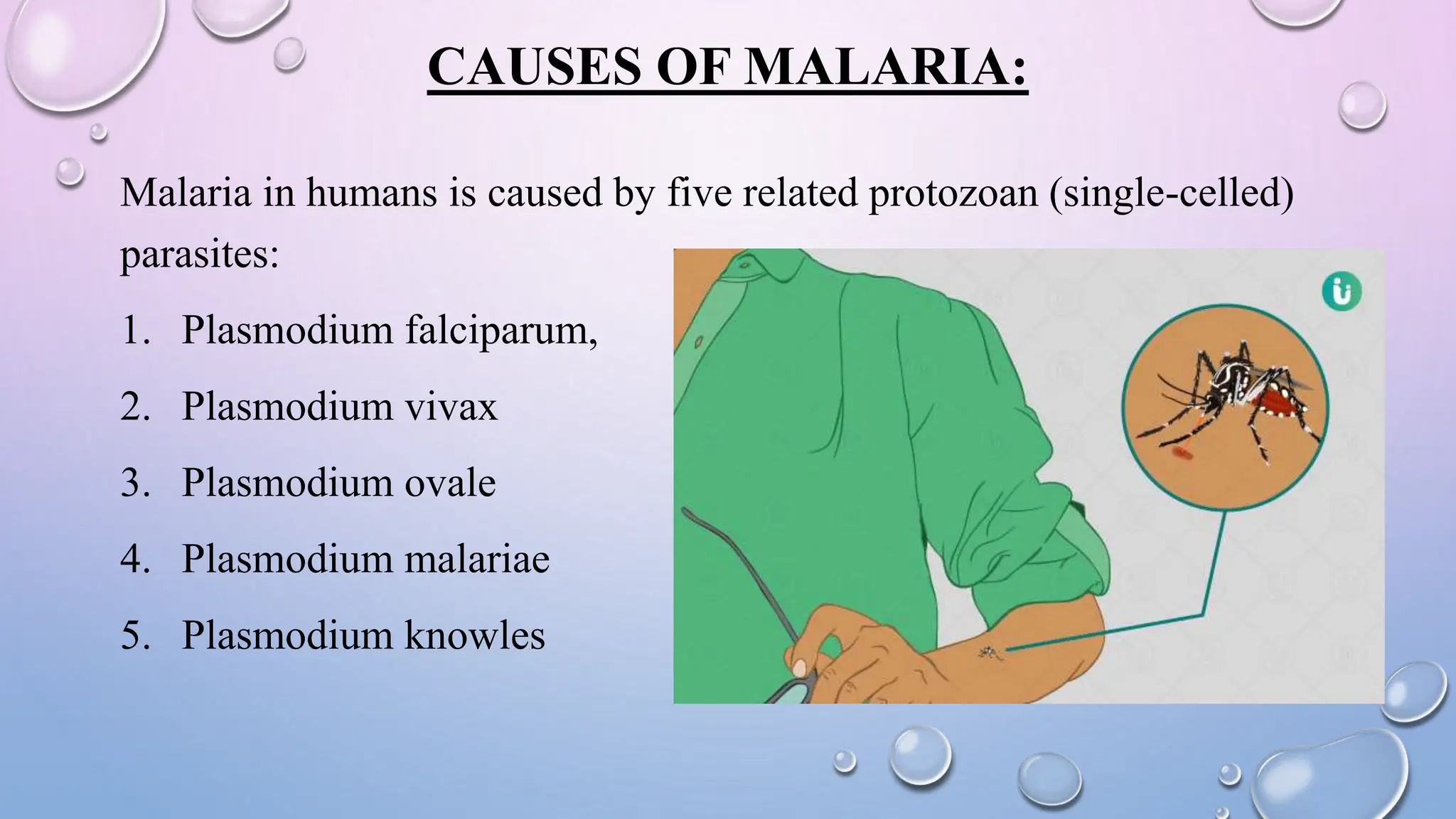 MALARIA PPT.pptx A road to read the Malaria and its Effects to our body ...