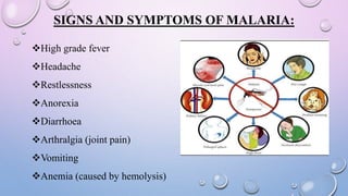 MALARIA PPT.pptx A road to read the Malaria and its Effects to our body ...