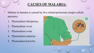 MALARIA PPT.pptx A road to read the Malaria and its Effects to our body ...