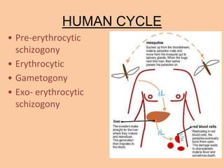 Malaria | PPT