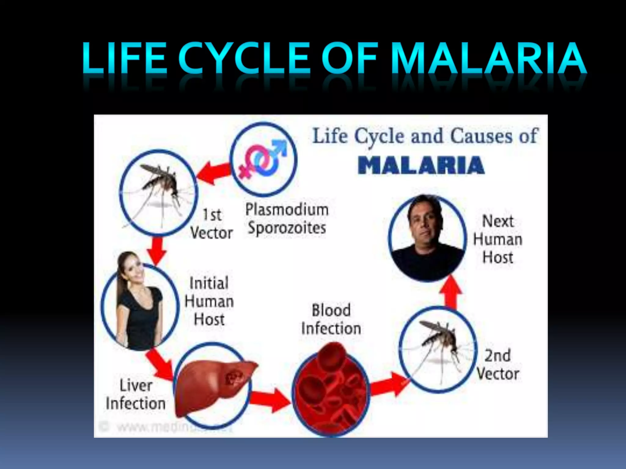 PPT ON MALARIA BY DAISY SAINI | PPTX