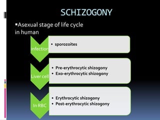 PPT ON MALARIA BY DAISY SAINI | PPT