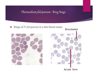 Malaria practical.pptx