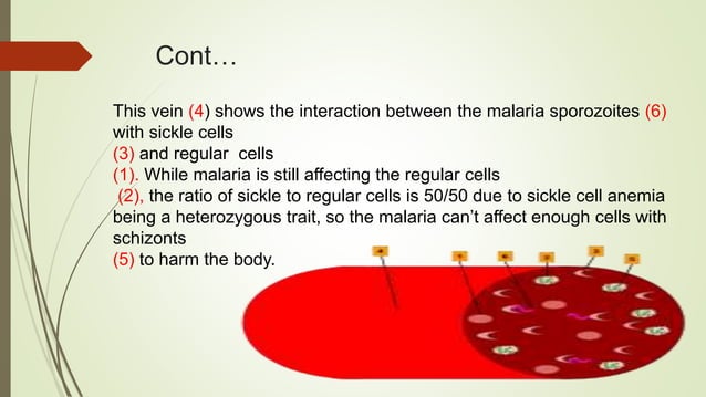 Malaria resistance " Resistance to Malaria" | PPT