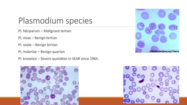 Malaria - Pathophysiology, Life-cycle | PPTX