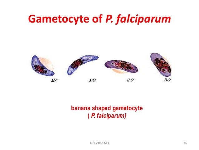 MALARIA TEACHING BASICS