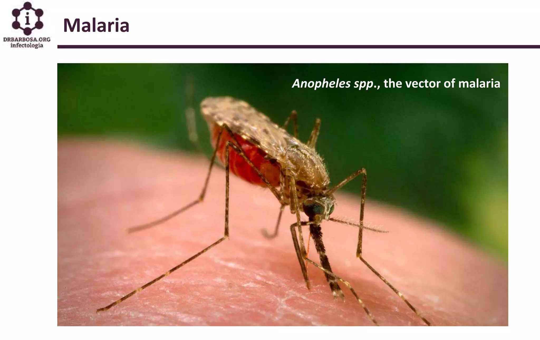 Malaria winter school tropical diseases unesp alexandre barbosa 2018 | PPT