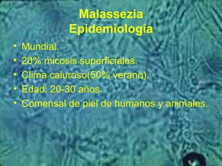 Malassezia | PPT