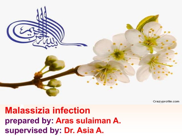 Malassezia infection | PPTX | Skin and Dermatology | Diseases and ...
