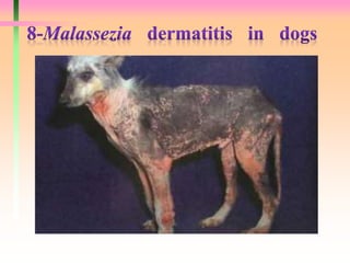 Malassezia infection | PPTX
