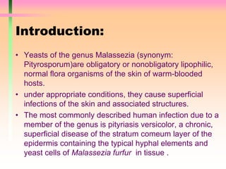 Malassezia infection | PPTX