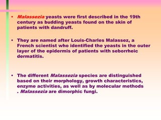 Malassezia infection | PPTX