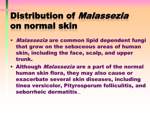 Malassezia infection | PPTX | Skin and Dermatology | Diseases and ...