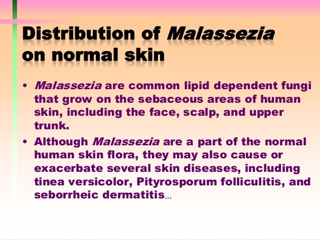 Malassezia infection
