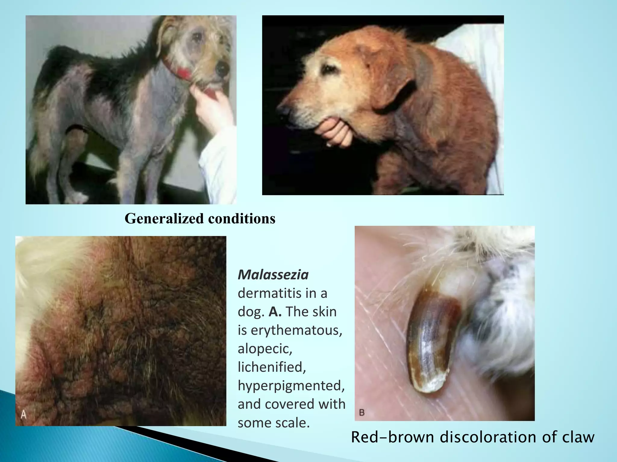 malassia pachydermatitis.pptx