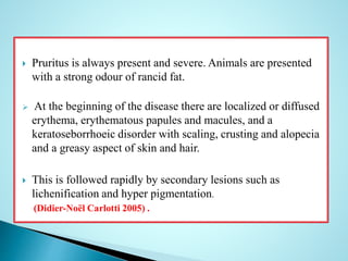 malassia pachydermatitis.pptx