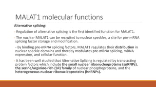 Metastasis-associated lung adenocarcinoma transcript 1 (MALAT1) | PPTX