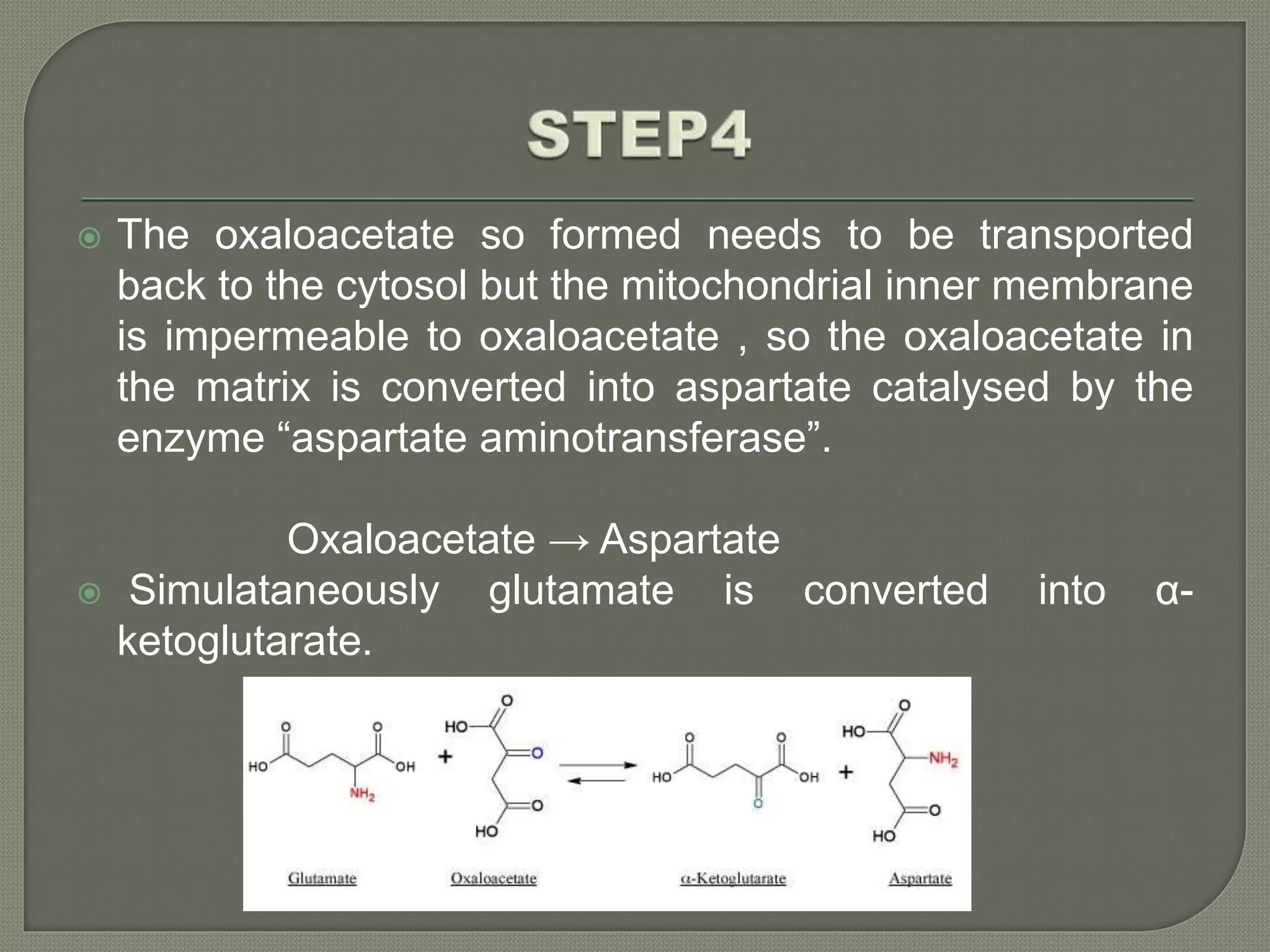 Malate aspartate shuttle | PPTX