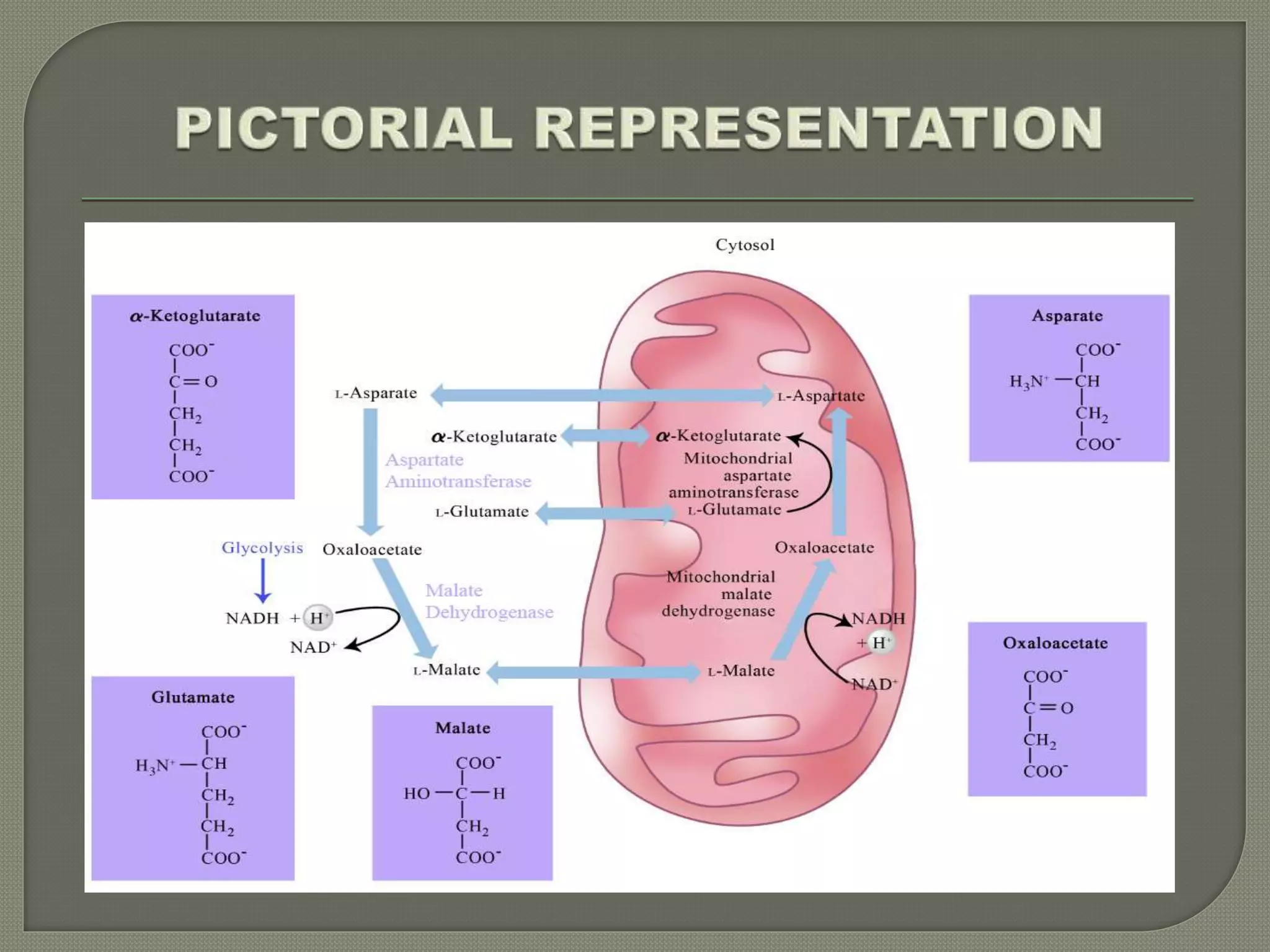 Malate aspartate shuttle | PPTX