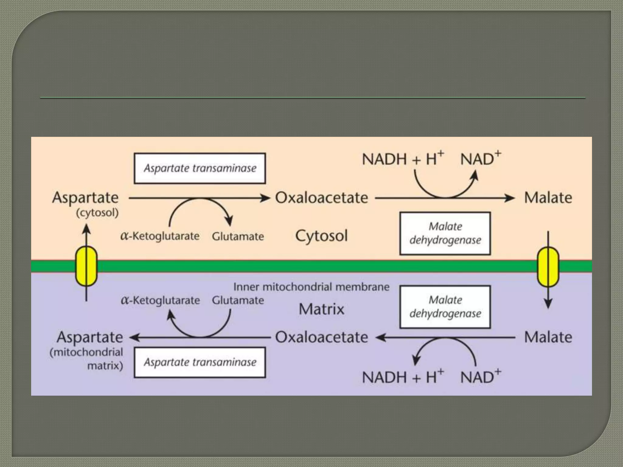 Malate aspartate shuttle | PPTX