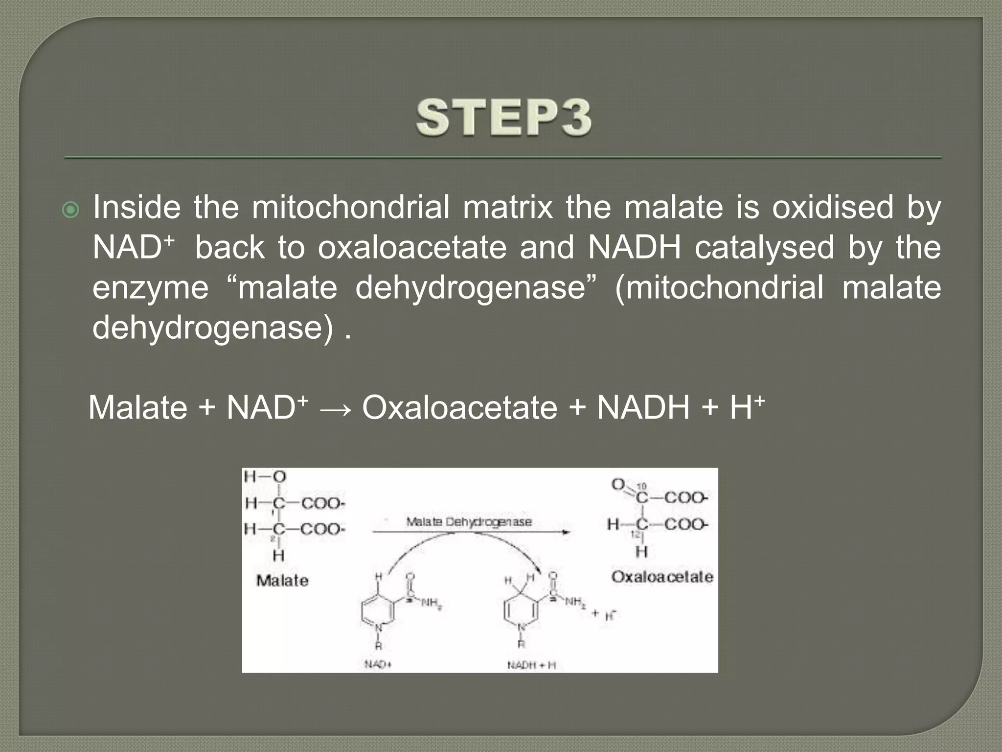 Malate aspartate shuttle | PPTX