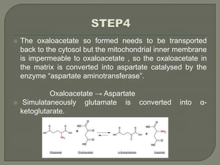 Malate aspartate shuttle | PPTX