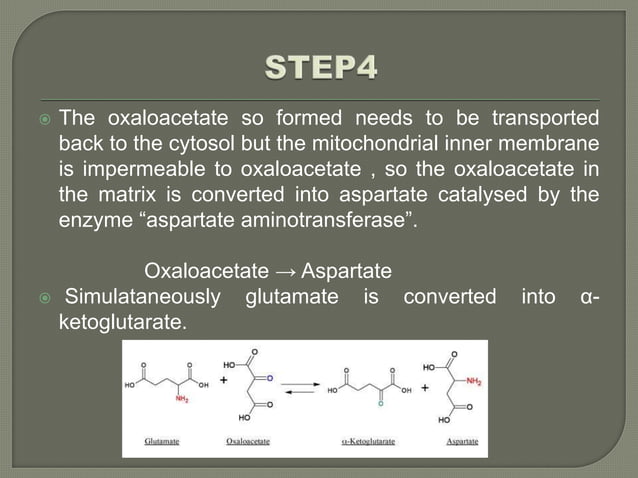 Malate aspartate shuttle | PPTX