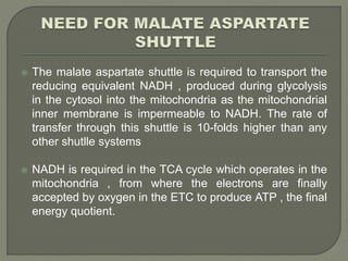 Malate aspartate shuttle | PPTX