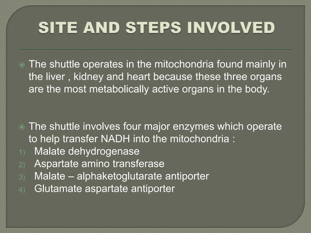 Malate aspartate shuttle | PPTX