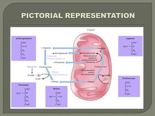 Malate aspartate shuttle | PPTX