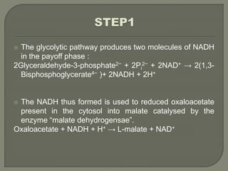 Malate aspartate shuttle | PPTX