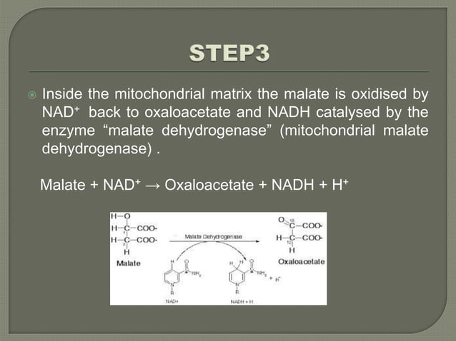 Malate aspartate shuttle | PPTX
