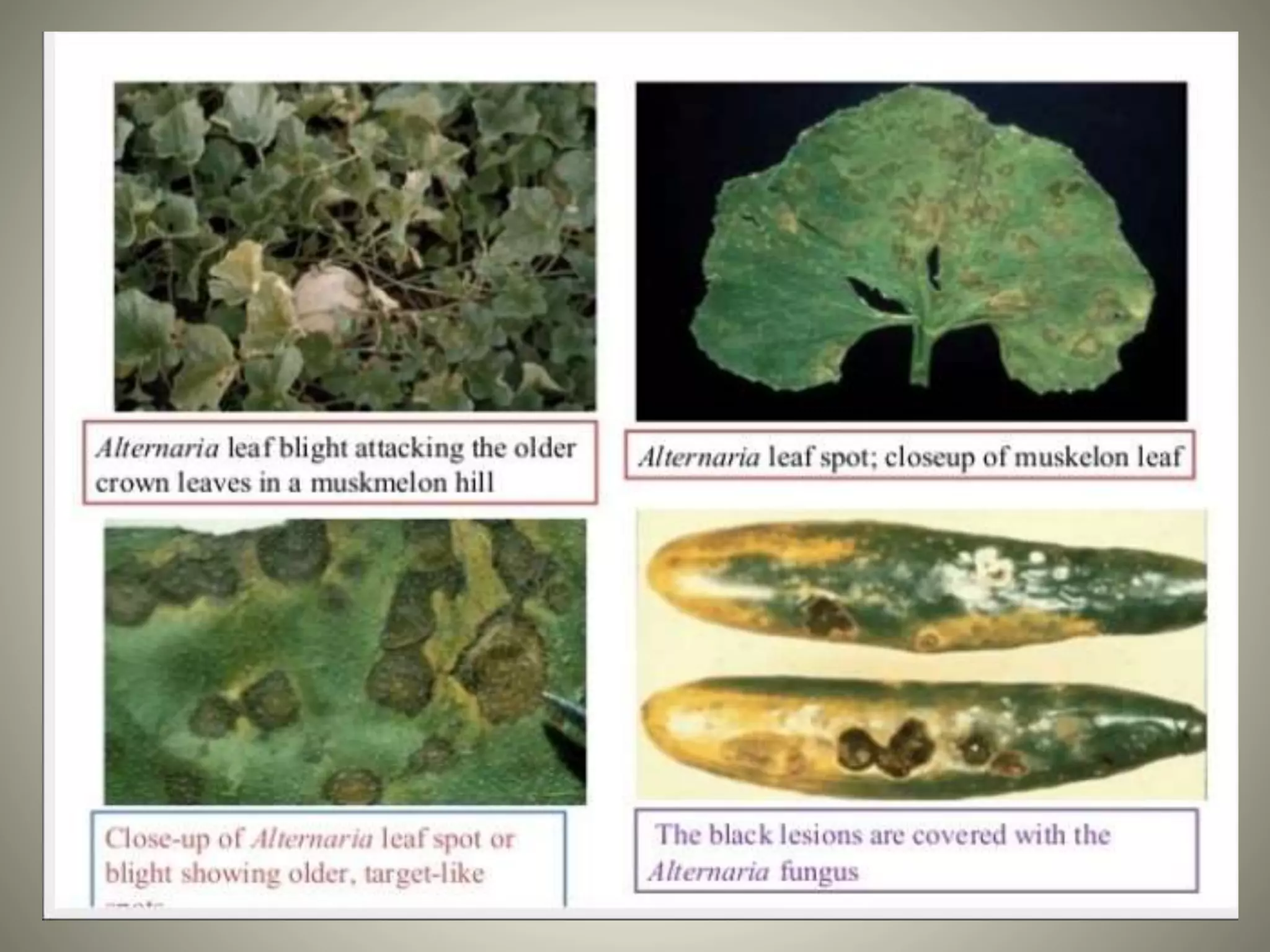 SYMPTOMS AND LIFE CYCLE OF Alternaria solani | PPTX