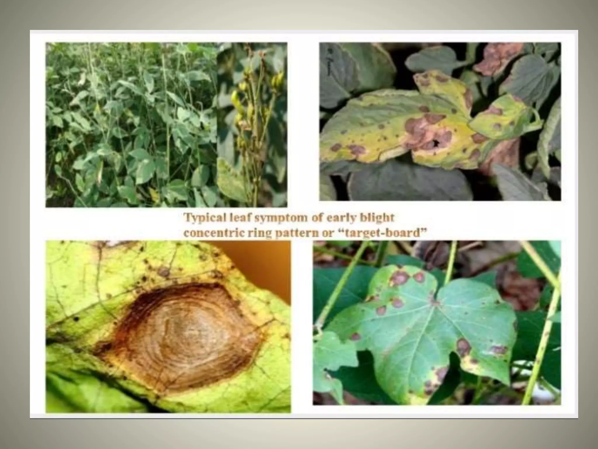 SYMPTOMS AND LIFE CYCLE OF Alternaria solani | PPTX