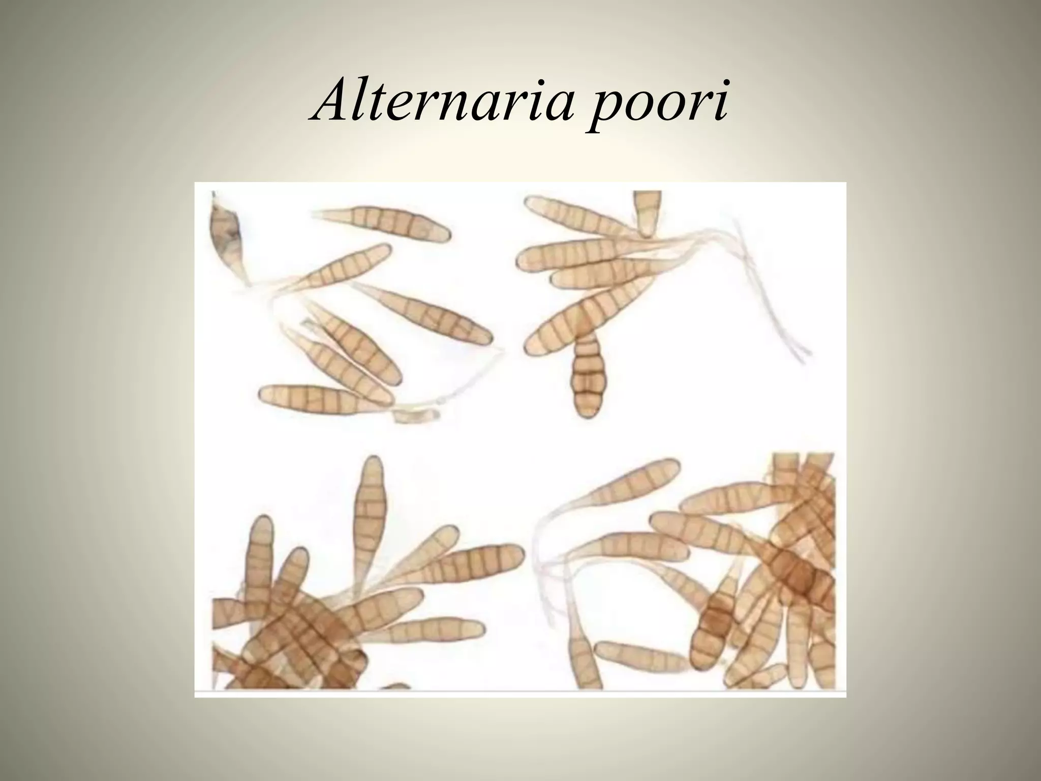 SYMPTOMS AND LIFE CYCLE OF Alternaria solani | PPTX