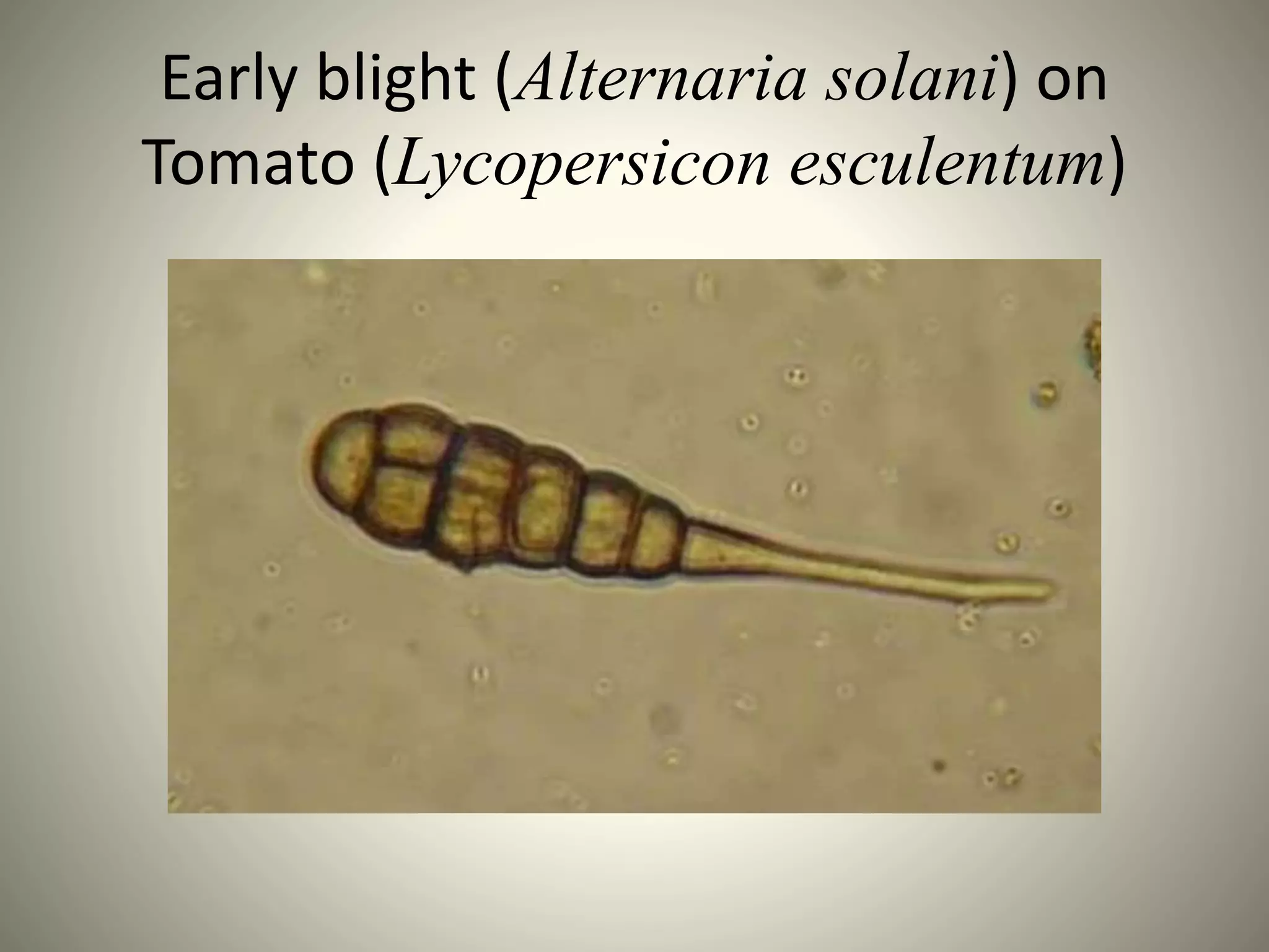 SYMPTOMS AND LIFE CYCLE OF Alternaria solani | PPTX