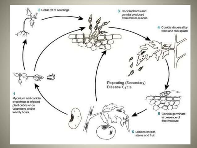 SYMPTOMS AND LIFE CYCLE OF Alternaria solani | PPT