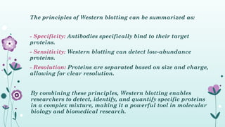 Western blotting purification of antibodies -immunology | PPTX