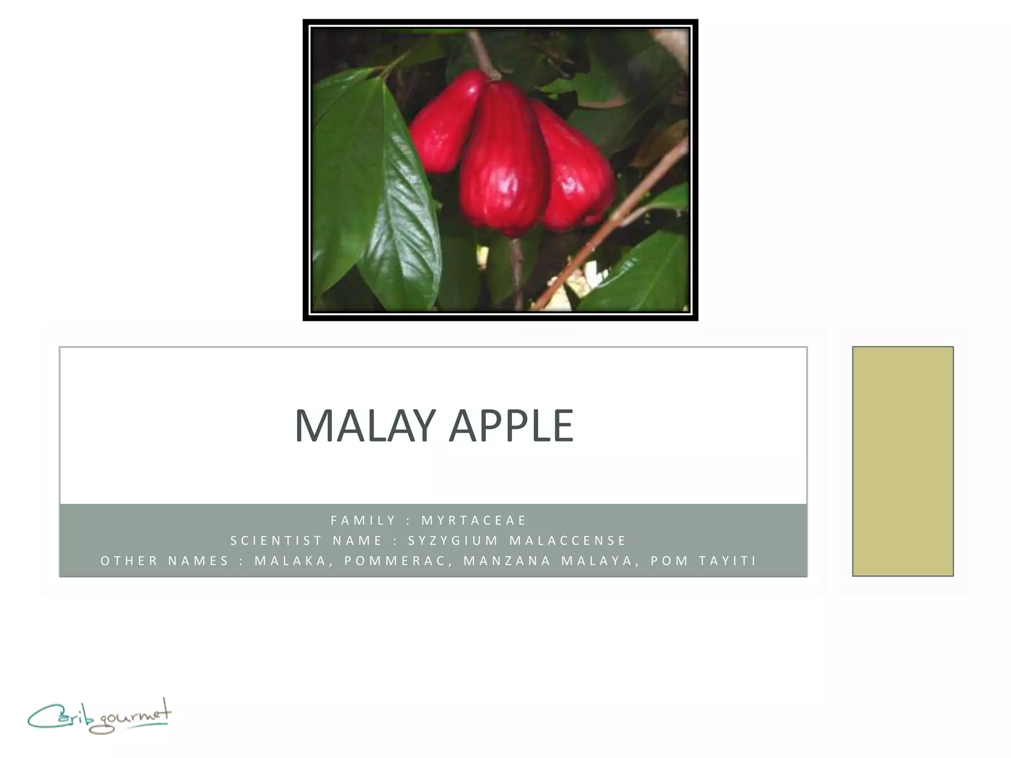 What is Malay Apple? What is Malaka? | PPTX