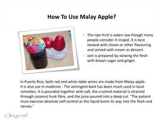 What is Malay Apple? What is Malaka? | PPT