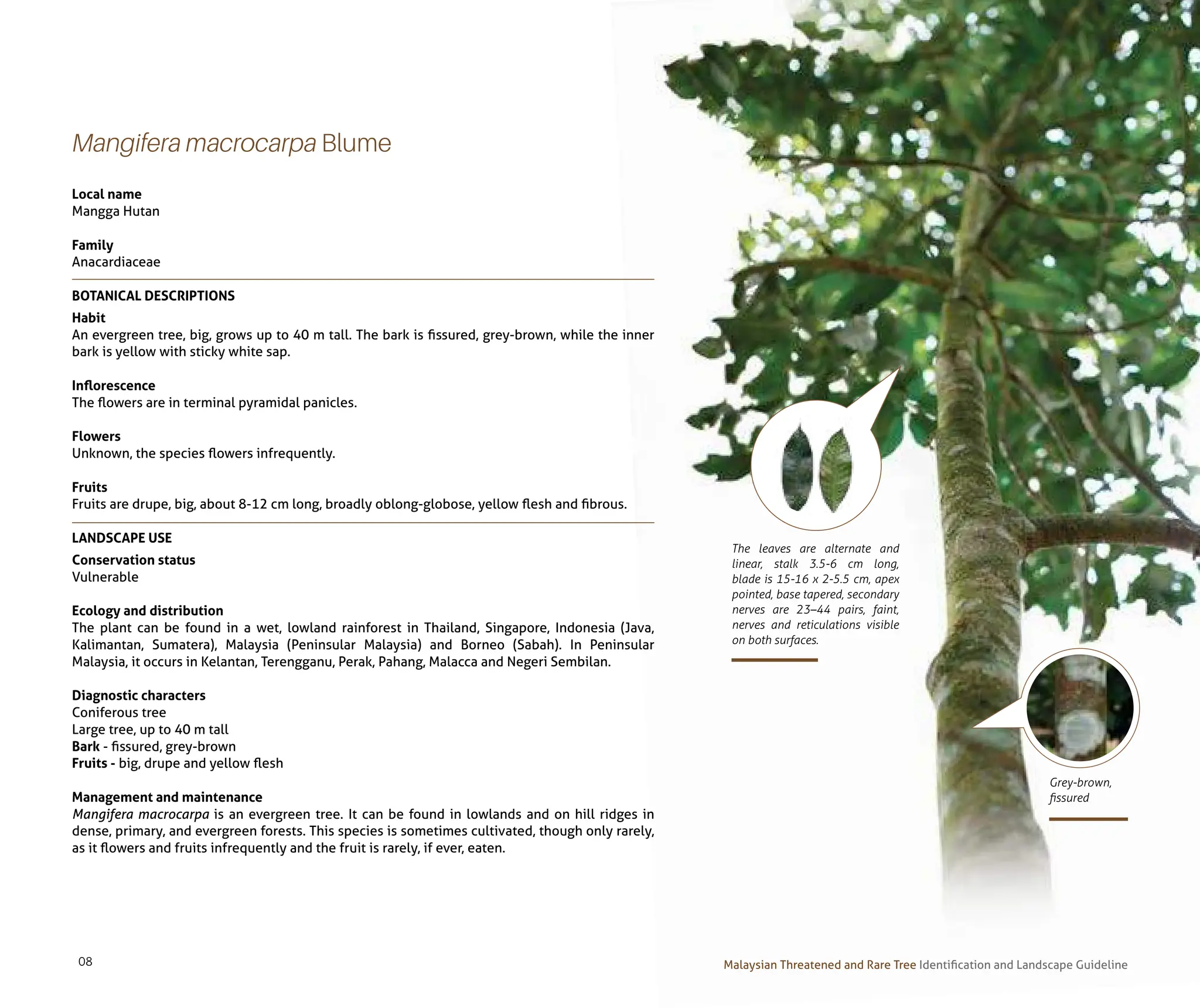 Malaysian Threatened and Rare Tree_ Identification and Landscape ...