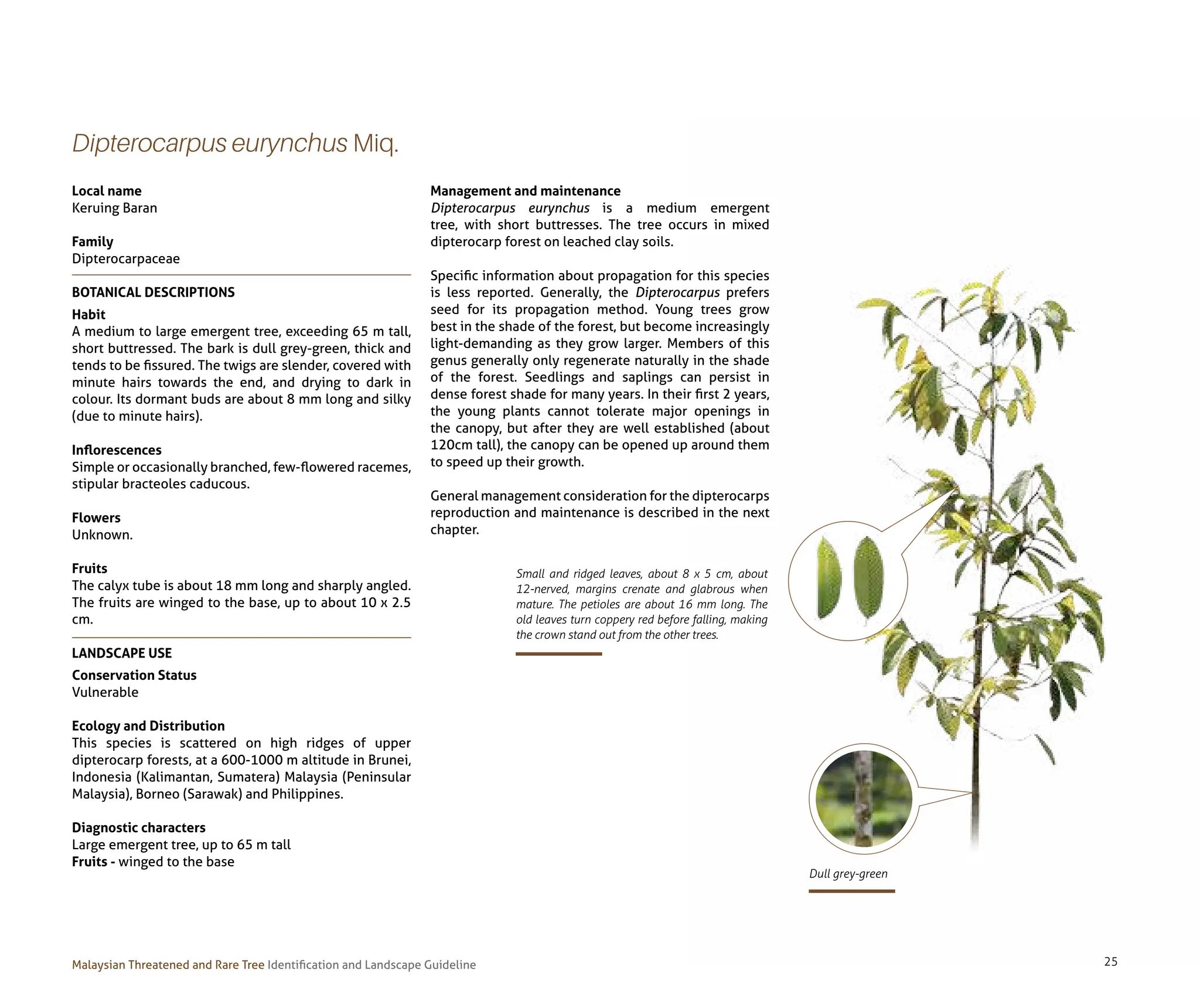 Malaysian Threatened and Rare Tree_ Identification and Landscape ...