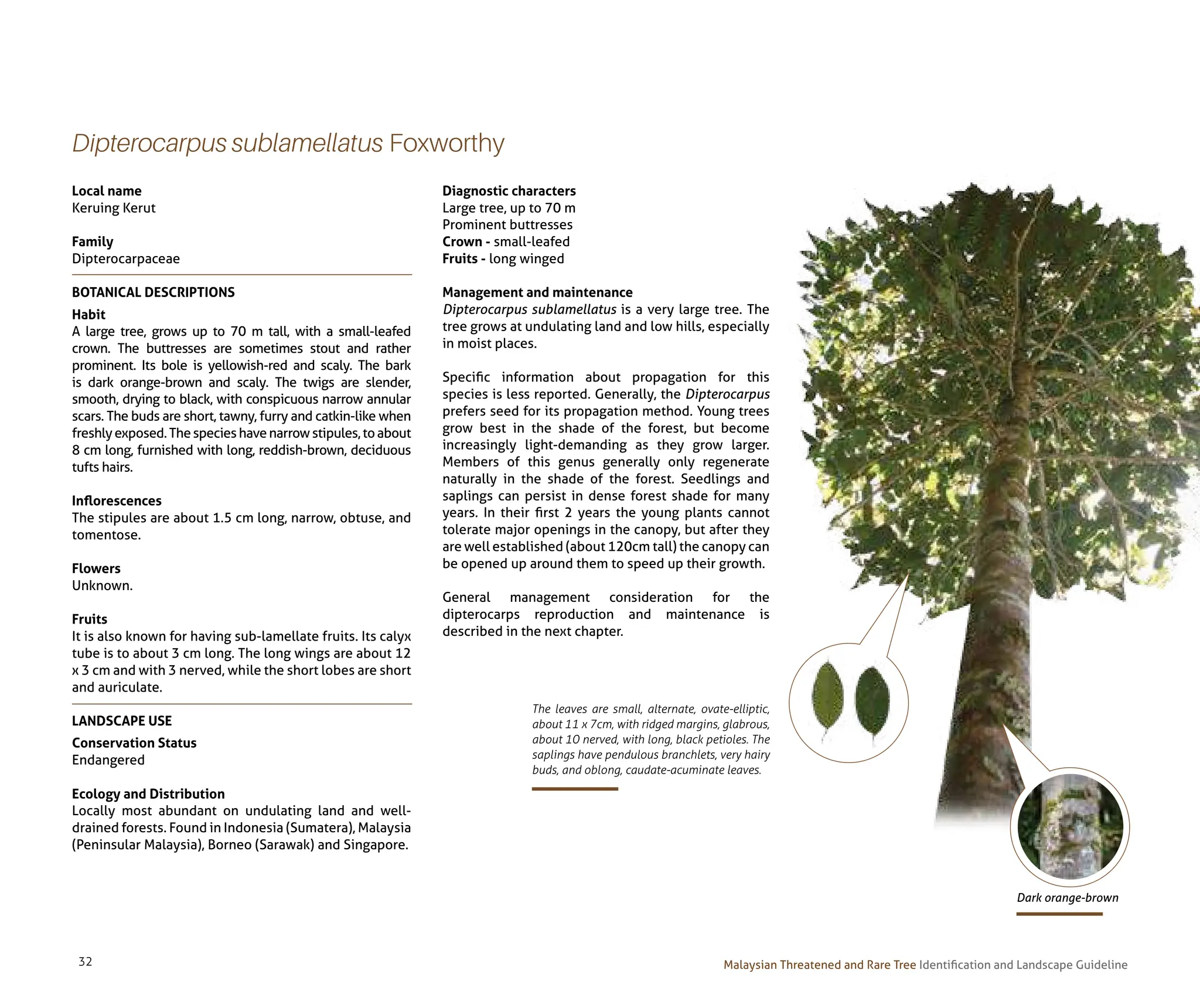 Malaysian Threatened and Rare Tree_ Identification and Landscape ...