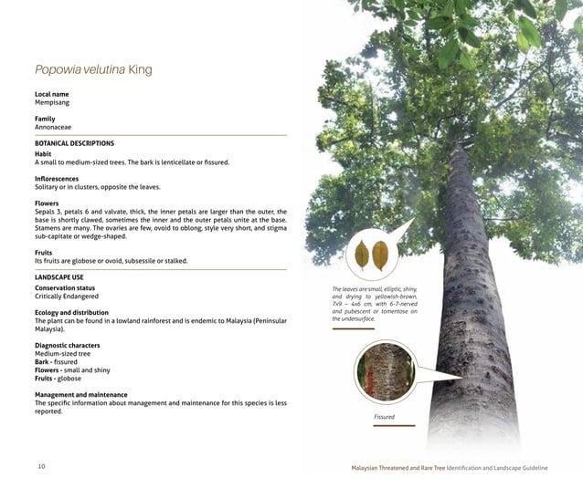 Malaysian Threatened and Rare Tree_ Identification and Landscape ...