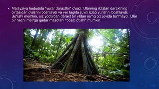 Malayziya.pptx1919292992929292929292992929292992 | PPTX