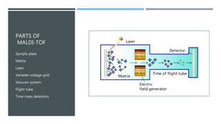 MALDI -TOF (Matrix Assisted Laser Desorption Ionization - Time OF ...
