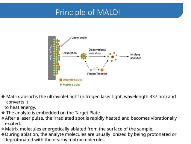 Maldi-Tofmassspectrometry 2325388672.pptx
